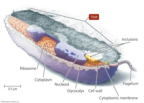 A Typical Bacterial Cell