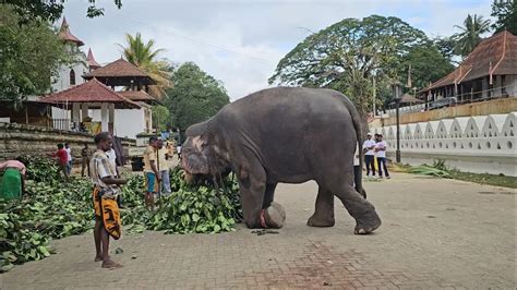 බලන්න අලියා තමන්ගේ කෑම අරන් යන හැටි Youtube