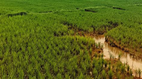 How To Water Trees Without Water Source