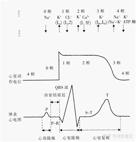 003 心电图的生理学基础动作电位与心肌的电生理 知乎