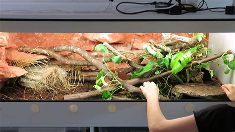 Ball Python Setup For Beginners Ecckf