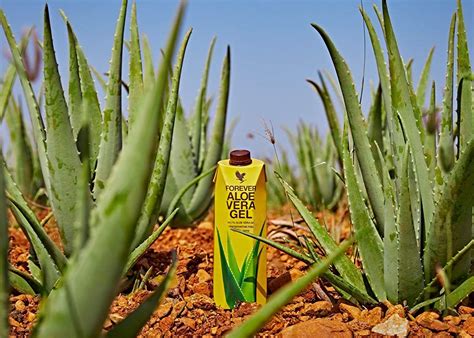 ალოე თქვენი ჯანმრთელობის გარანტი