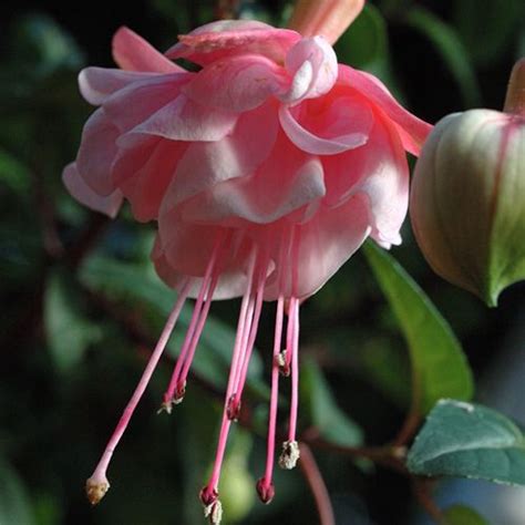 Stunning Trailing Fuchsia Southgate