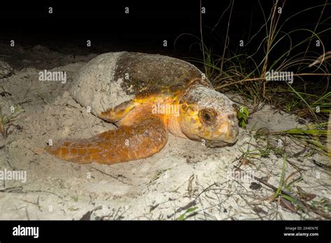 A Loggerhead Sea Turtle Finishes Burying Its Nest After Laying Eggs On