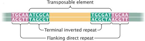 Many Transposable Elements Have Common Characteristics Learn Science At Scitable