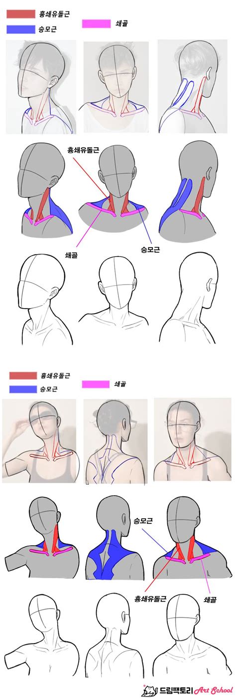 목 주변 근육 근육드로잉 근육공부 승모근 쇄골 드로잉 그리기 튜토리얼 드로잉 강좌