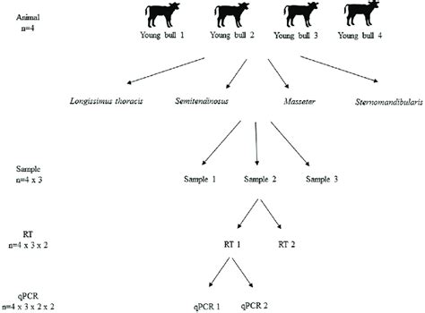 Experimental Design For Gene Expression Variability Analysis Three Rna Download Scientific