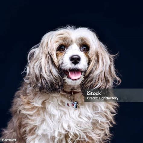 푹신한 두꺼운 양모를 가진 행복한 귀여운 개 강아지는 어두운 고립 된 배경에서 카메라를 보면서 미소를 짓고 혀를 보여줍니다 귀여운 개 강아지 클로즈업 0명에 대한 스톡 사진