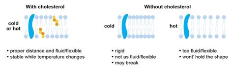 Cell Membrane Definition Structure Function And Biology