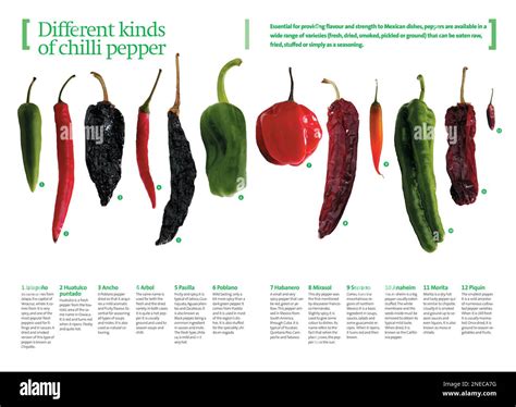 Infographics About The Different Kinds Of Chilli Pepper Used In Mexican Cuisine [quarkxpress