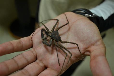 Guaba By Darkmousy1356 On Deviantart