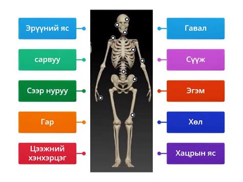 хүн ба байгаль 4 р анги араг ясны зураг дээр нэршлийг зөв тэмдэглээрэй