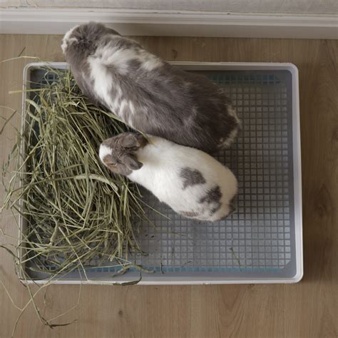 Setting Up A Rabbit Litter Box At Lucy Noe Blog