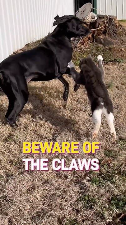 Beware Of The Claws Puddins Daily Life With Cats Puddinsdailylife Puddinvideos Itisandiamit