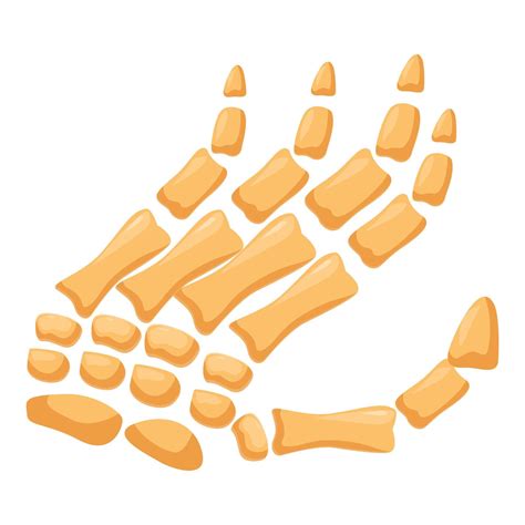 Human Hand Bones Anatomy Showing Carpal And Metacarpal Bones Structure