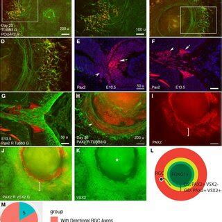 Electrophysiological Features Of Rgcs Rgcs From Retinal Organoids On