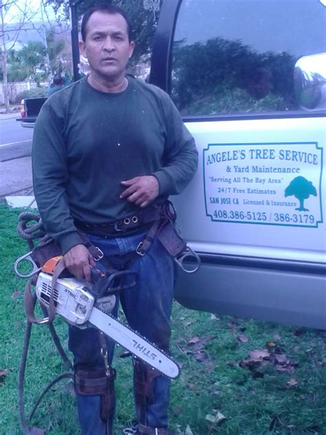 Best Tree Services Updated October 2025