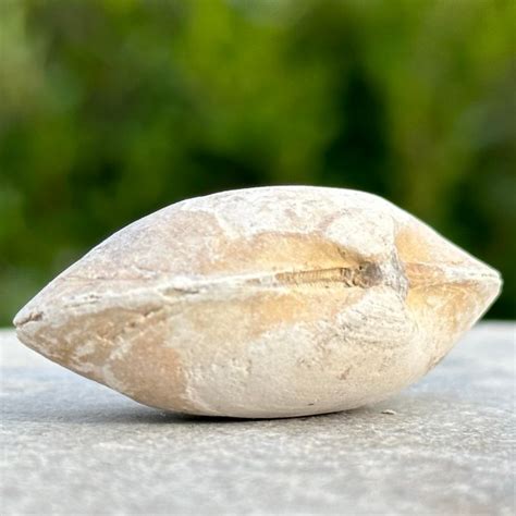Bivalve Fossil Pliocene Period Indonesia Uk Fossils