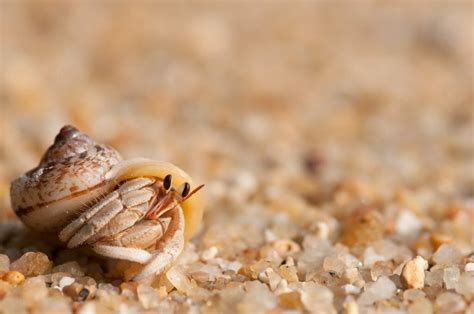 Do Hermit Crabs Shed Ultimate Guide To The Stages Of Molting Phase