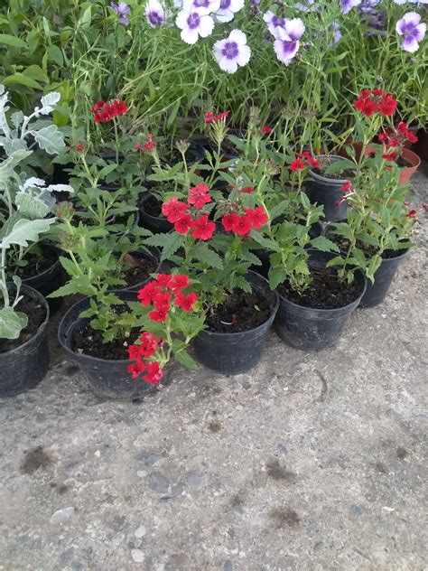 ყვავილები ვერბენა მრავალწლიანი დეკორატიული ყვავილი