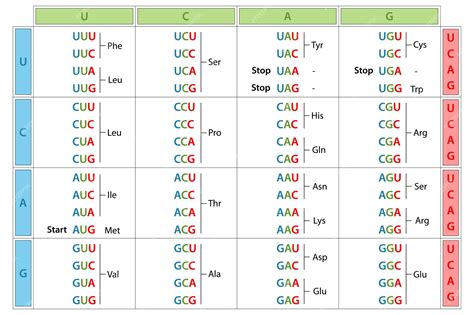 Premium Vector The Genetic Code Table