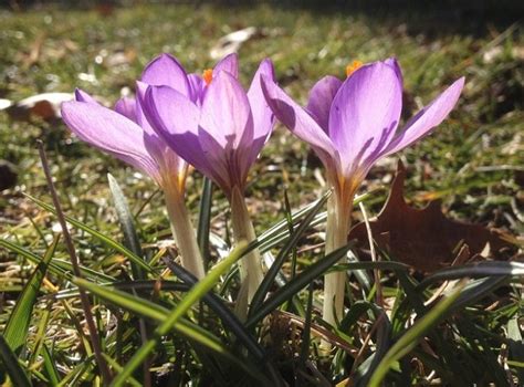 Conditional Export Of Saffron