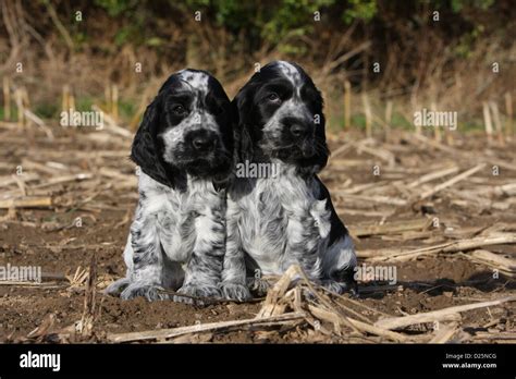 Dog English Cocker Spaniel Two Puppies Blue Roan Sitting In A Field
