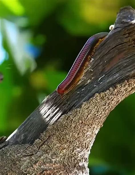 Because I Got High Album On Imgur