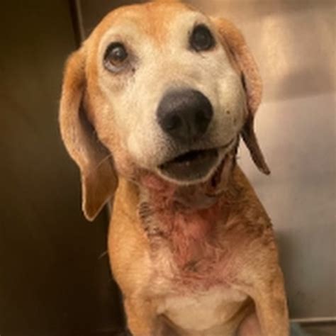 Project Amnesia Youtube