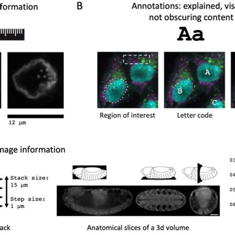 Image Annotation A Possible Ways To Provide Scale Information B Download Scientific