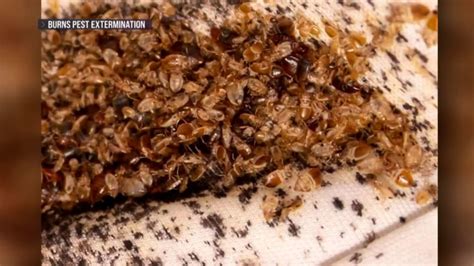 Bed Bug Infestation Sweeps Paris With Concerns The Pests Will Spread