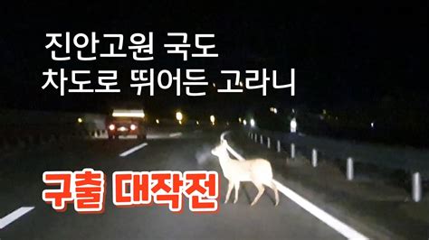 차도로 뛰어든 고라니 구조 작전 전주~진안간 26번 국도 Youtube