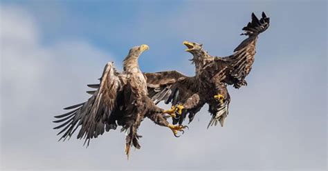 White Tailed Eagle Battles In The Sky Scimyst
