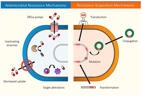 Tackling Antibiotic Resistance With Compounds Of Natural Origin A