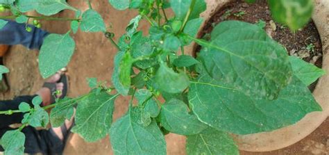 Herb Identification Classification Dataset And Pre Trained Model By