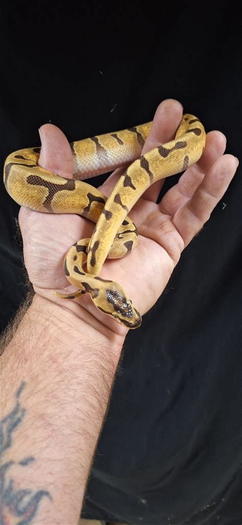 Male Super Enchi Het Hypo Ball Python Reptile Mart