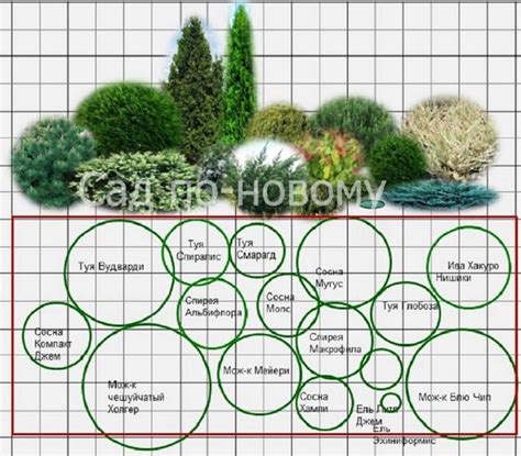 Вы научитесь составлять композиции на курсе Как сделать хвойные композиции Цветник план Идеи