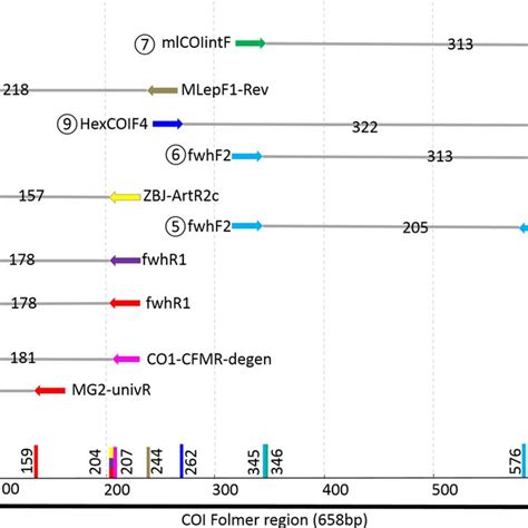 Visual Representation Of Dna Barcode Lengths And Primer Positions On