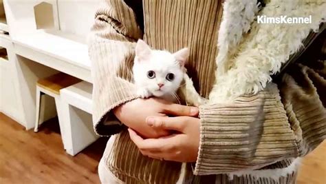 بچه حیوانات بامزه خیلی خنده دار