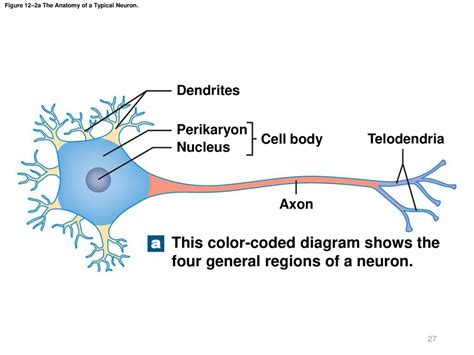 Fundamentals Of Anatomy And Physiology Ppt Download