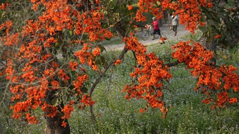 Butea Monosperma Images Browse 3 898 Stock Photos Vectors And Video Adobe Stock