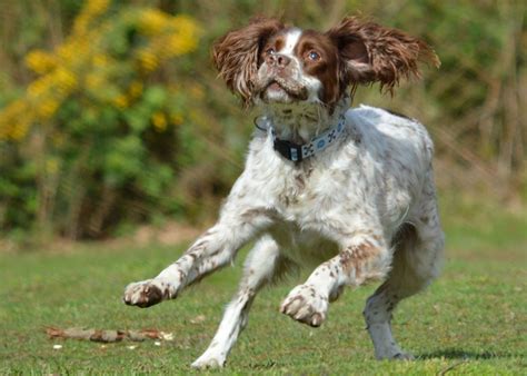 Embedded Developer Blog Archive Charlieball Embedded Developer