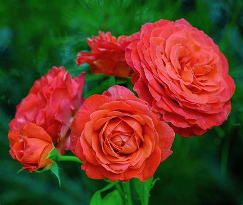 Roses Plant Care And Collection Of Varieties Garden Org