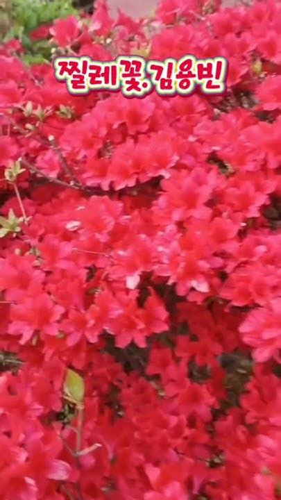 봄나들이 꽃을 찾아서 다원이네 찔레꽃 김용빈 Youtube