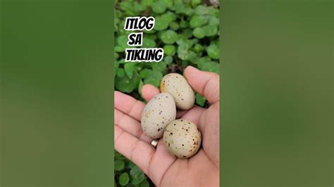 Itlog Sa Tikling Shorts Youtube