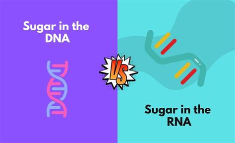 Sugar In The Dna Vs Sugar In The Rna Whats The Difference With Table Diffzy Dna