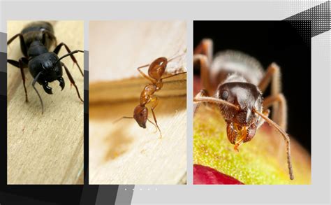 Damage That Carpenter Ants May Do To Your Home