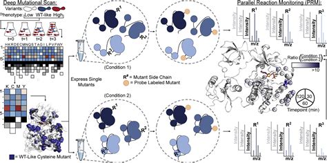 Parallel Chemoselective Profiling For Mapping Protein Structure Cell