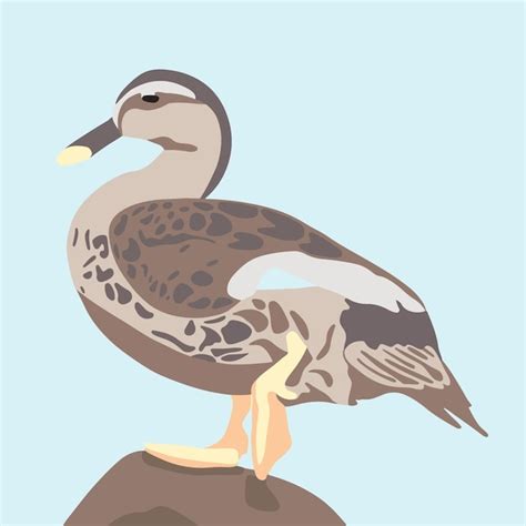 Premium Vector A Duck Is Standing On A Rock