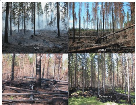 Experimental Burning Treatments In Norway Spruce Dominated Stands With Download Scientific